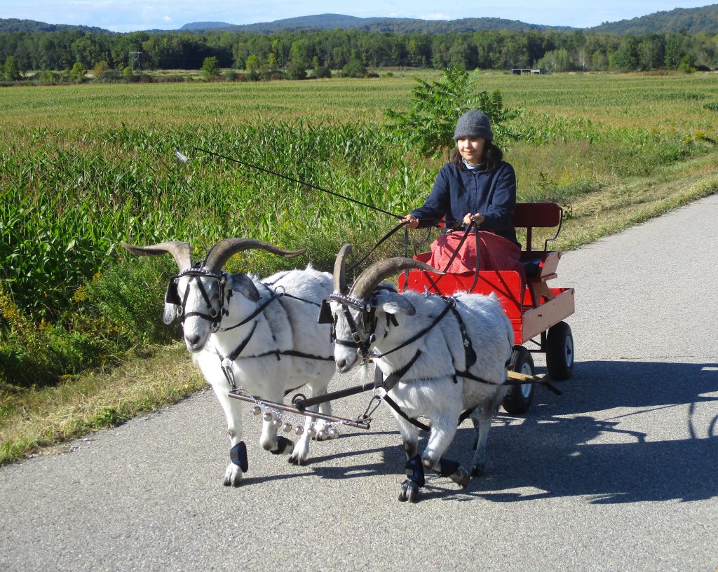 Goat Pulling Cart